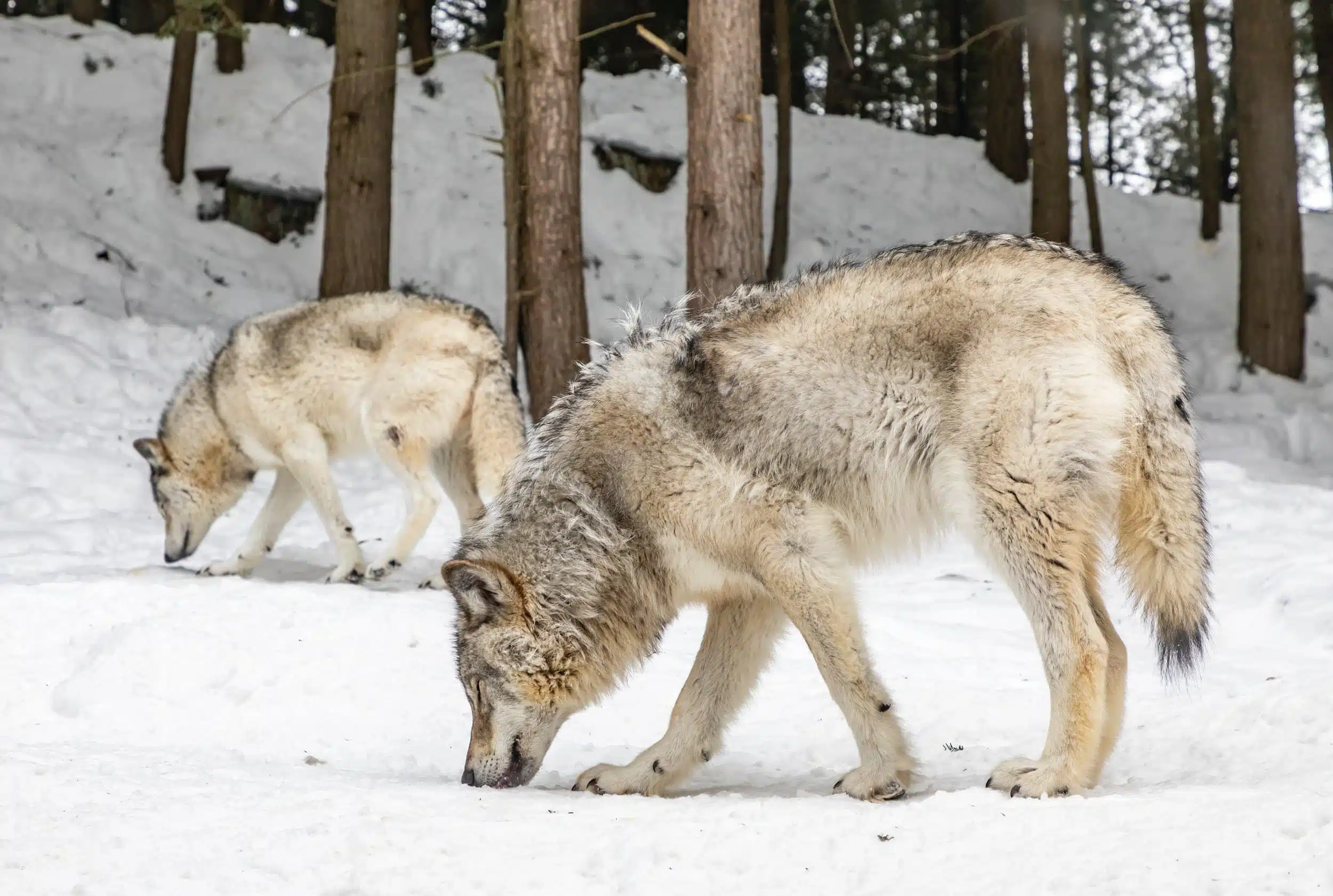Wolf Protecting Pack